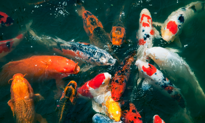 Koi karpers: Grote wezens van de vijver - Zookini